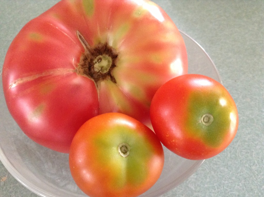 Tomatoes | Gray Wolf Productions